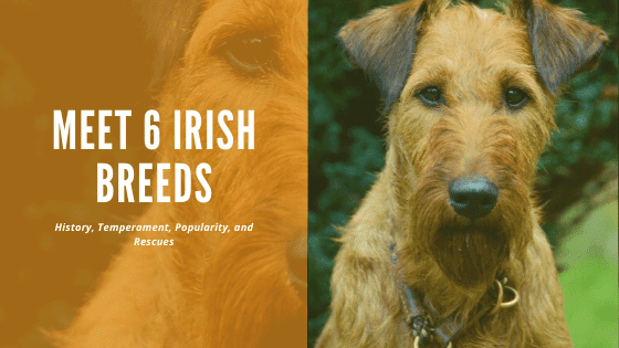 Meet Six Pet Breeds From Ireland - including One Cat
