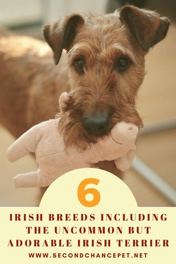 Meet Six Pet Breeds From Ireland - including One Cat
