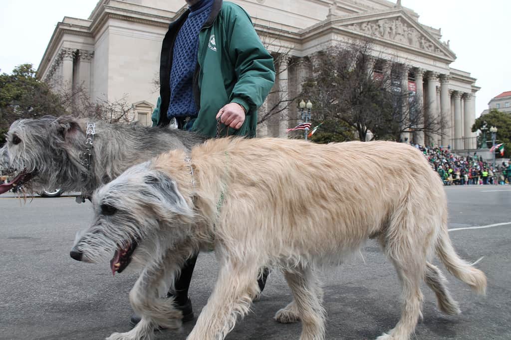 Meet Six Pet Breeds From Ireland - including One Cat