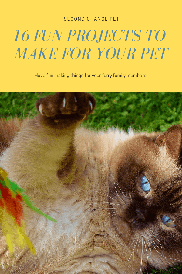 DIY PET PROJECTS • Crafts to Make for Your Pets