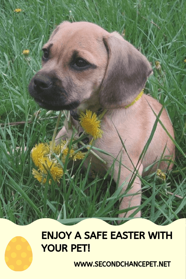 EASTER SAFETY TIPS FOR PETS - ENJOY THE HOLIDAY!