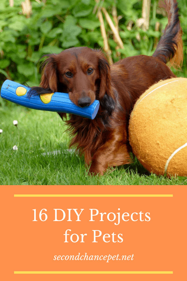 DIY PET PROJECTS • Crafts to Make for Your Pets