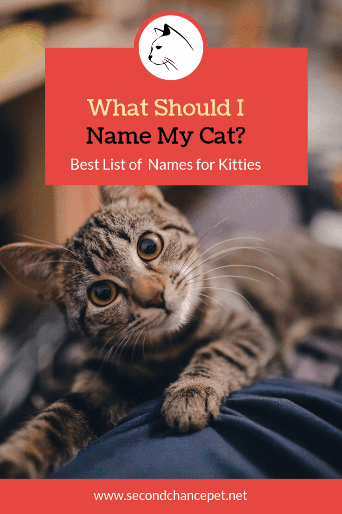 BEST CAT NAMES • What Should I Name My Cat?