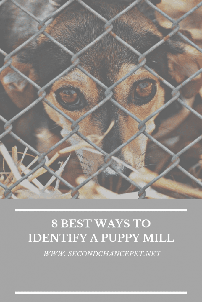 WHAT IS A PUPPY MILL? • Best ways to identify and avoid puppy mills.