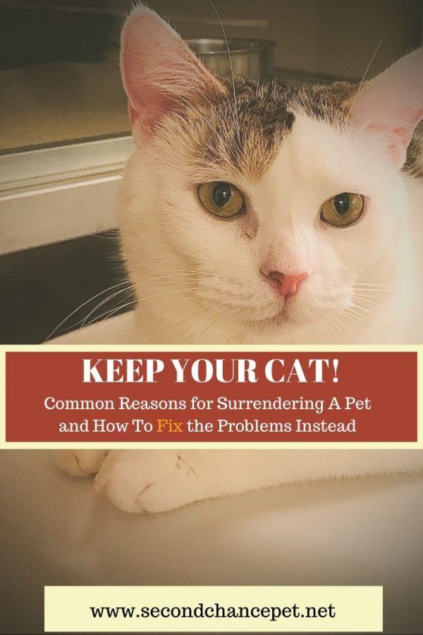 HOW TO KEEP FROM SURRENDERING YOUR CAT