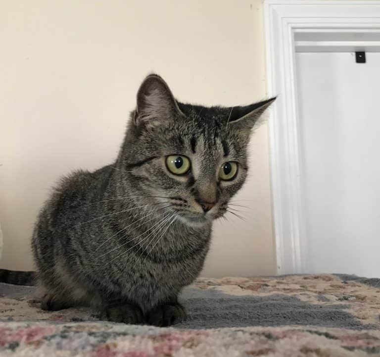 HOW TO KEEP FROM SURRENDERING YOUR CAT