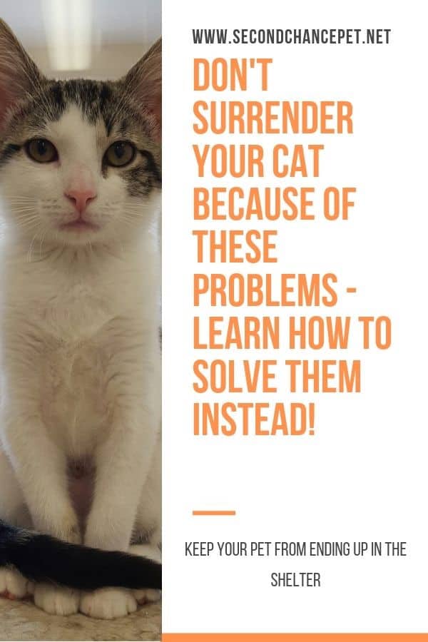 HOW TO KEEP FROM SURRENDERING YOUR CAT