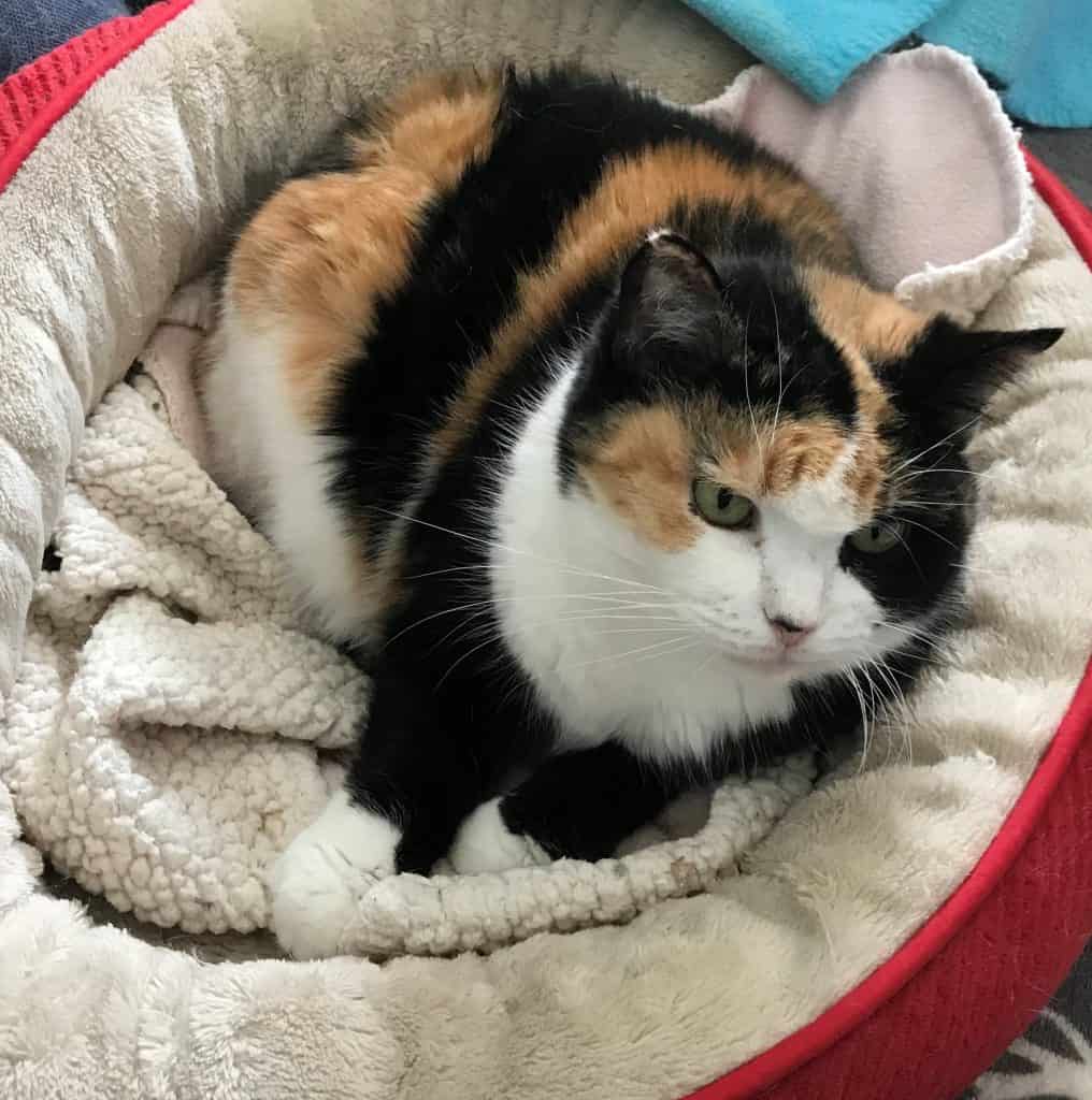 HOW TO KEEP FROM SURRENDERING YOUR CAT