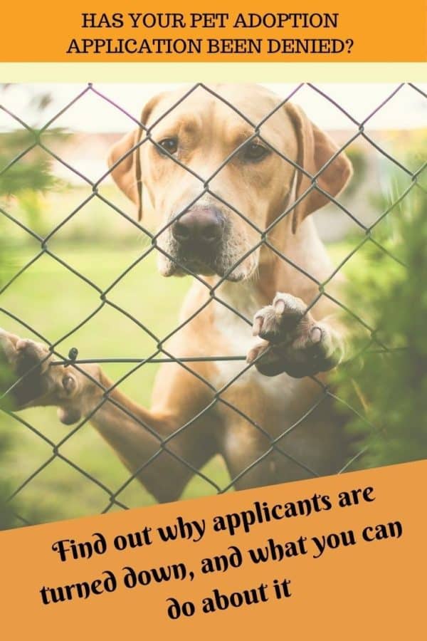 Reasons for Denying Pet Adoptions - The Open Adoption Movement