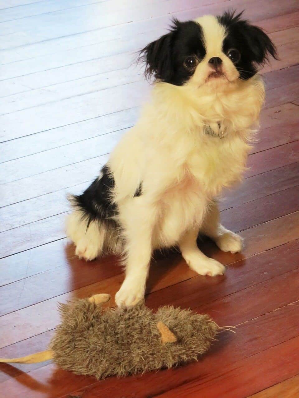 Meet 10 ancient Japanese dog breeds including 6 unusual ones