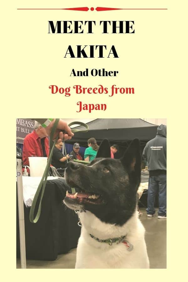 Meet 10 ancient Japanese dog breeds including 6 unusual ones