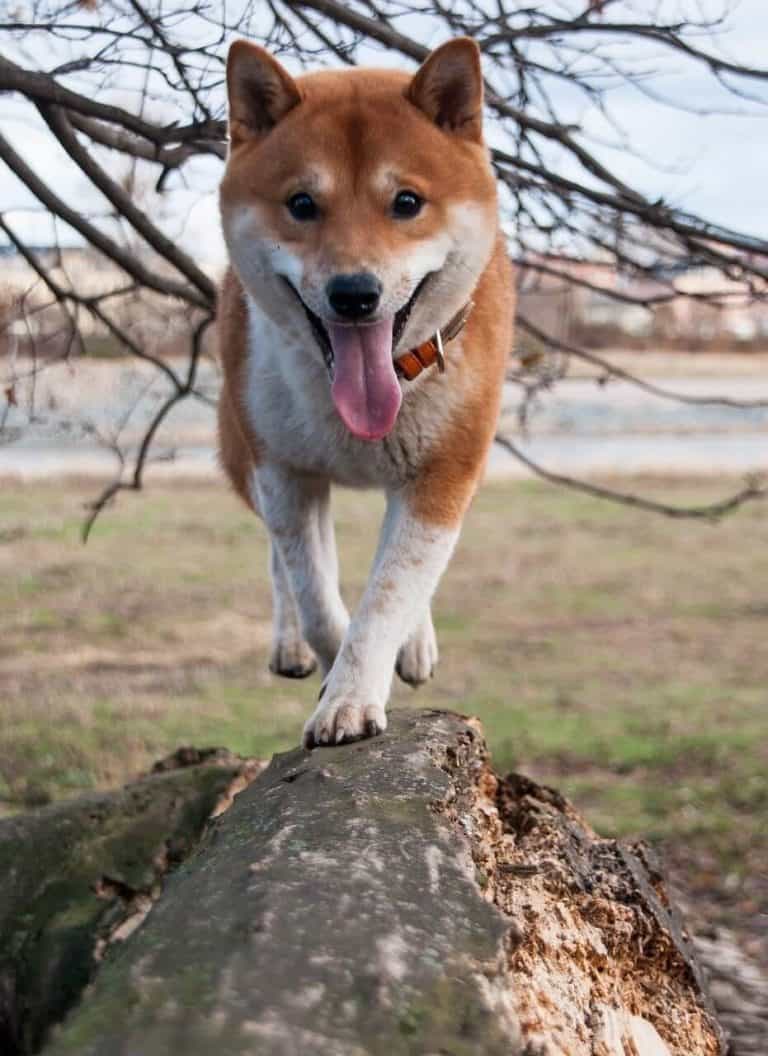 Meet 10 ancient Japanese dog breeds including 6 unusual ones