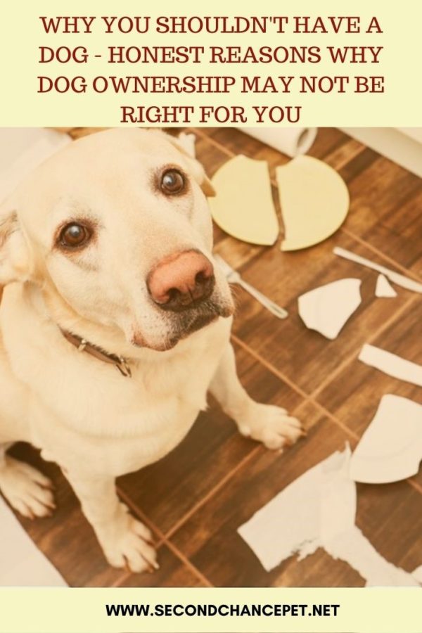 Why You Shouldn't Get A Dog. Exploring the Stresses of Owning a Pet