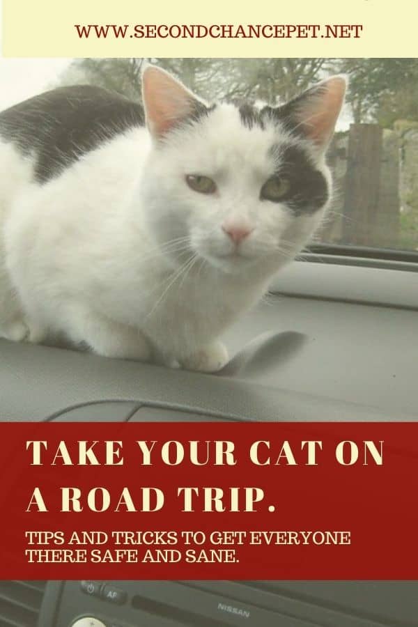 CAR TRAVEL WITH CATS. TAKE A LONG DISTANCE RIDE WITH YOUR CAT WITHOUT ...
