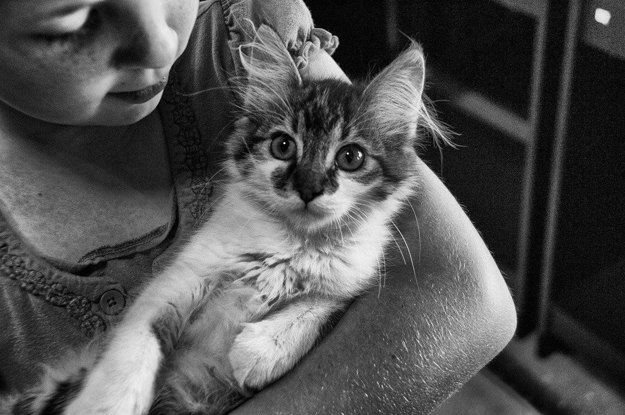 9 Free Pet-Themed Lesson Plans for Your Animal-Loving Child