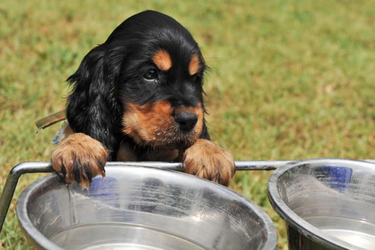12 Best Pet Food Bowls That Are Practical and Beautiful